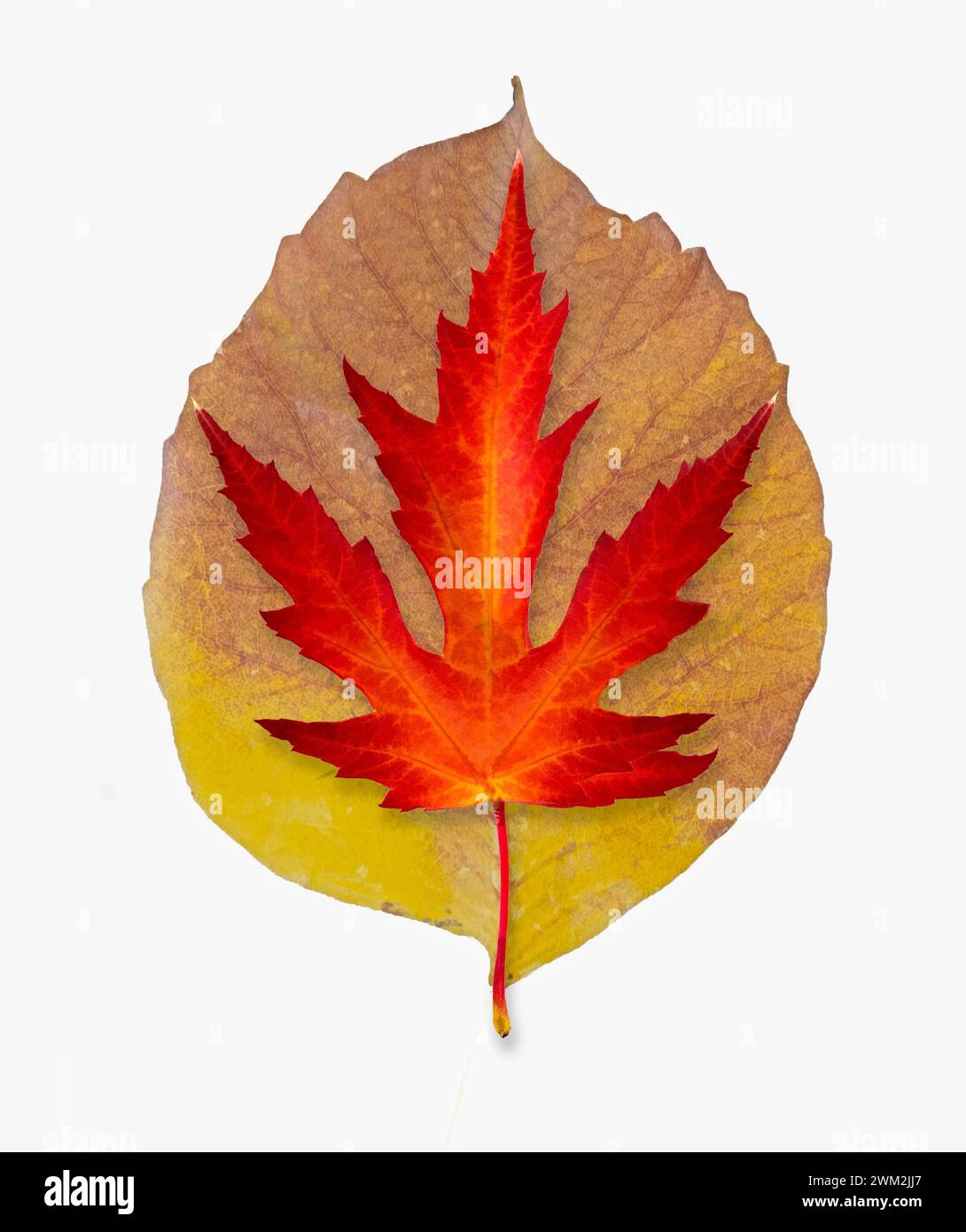 Fall maple leaf and dried plum leaf Stock Photo - Alamy