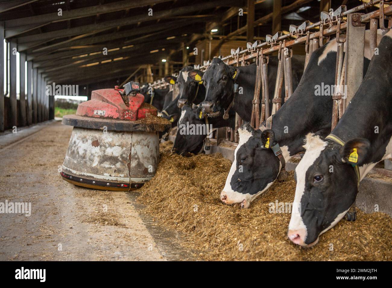 dairy cows eating silage with a robotic pusher Stock Photo - Alamy