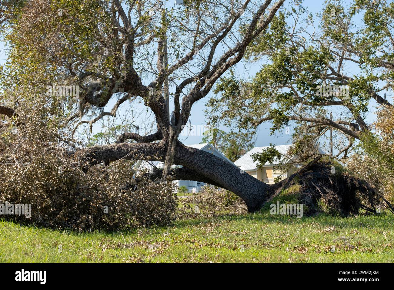 Fallen down tree after hurricane in Florida. Consequences of natural ...