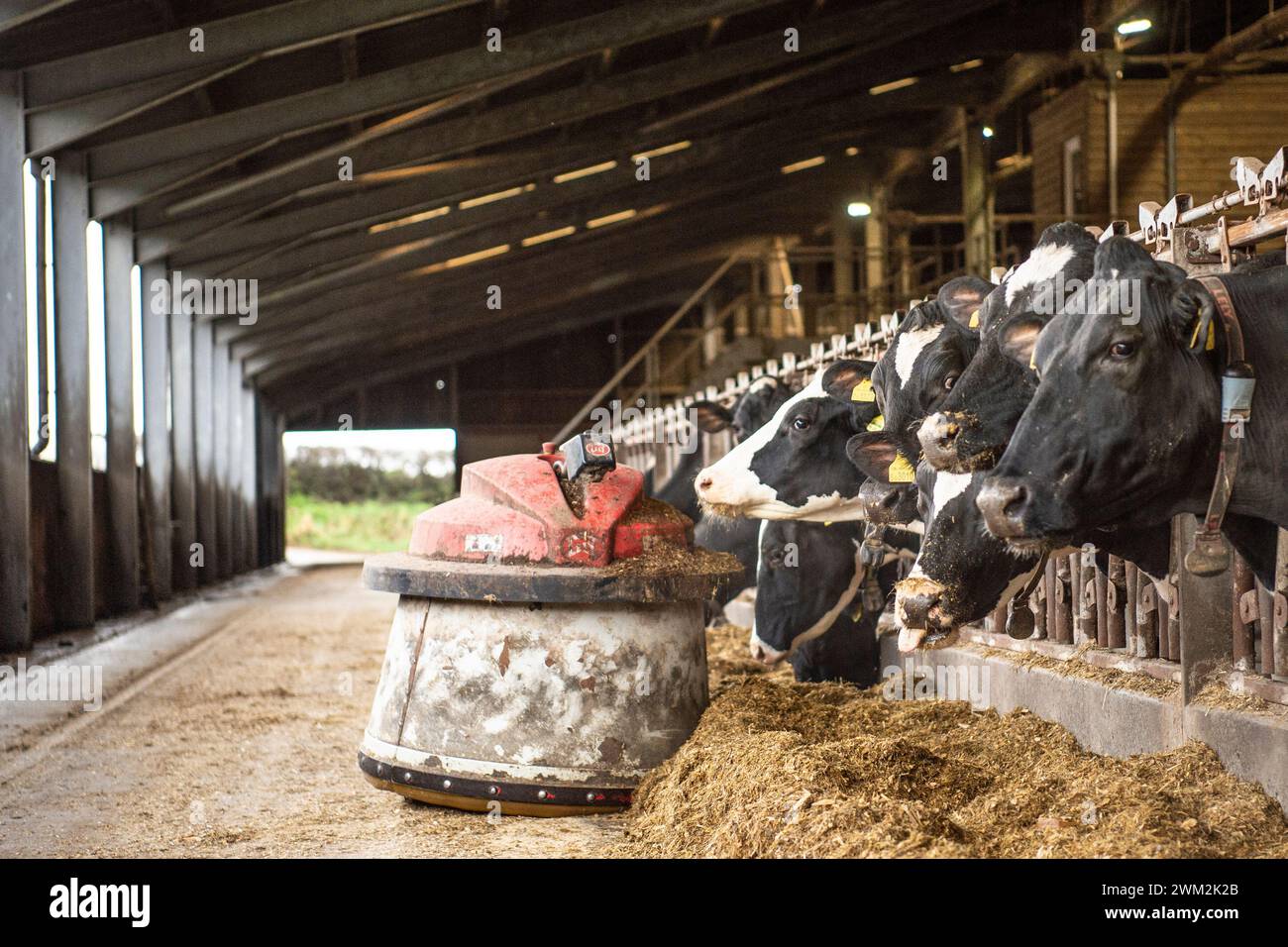 dairy cows eating silage with a robotic pusher Stock Photo - Alamy
