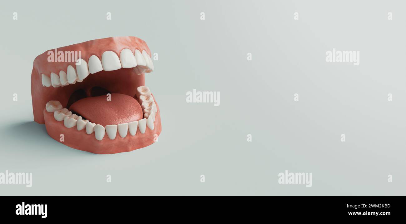 Model of Teeth for teaching oral hygiene. Human jaw model. 3d rendering ...