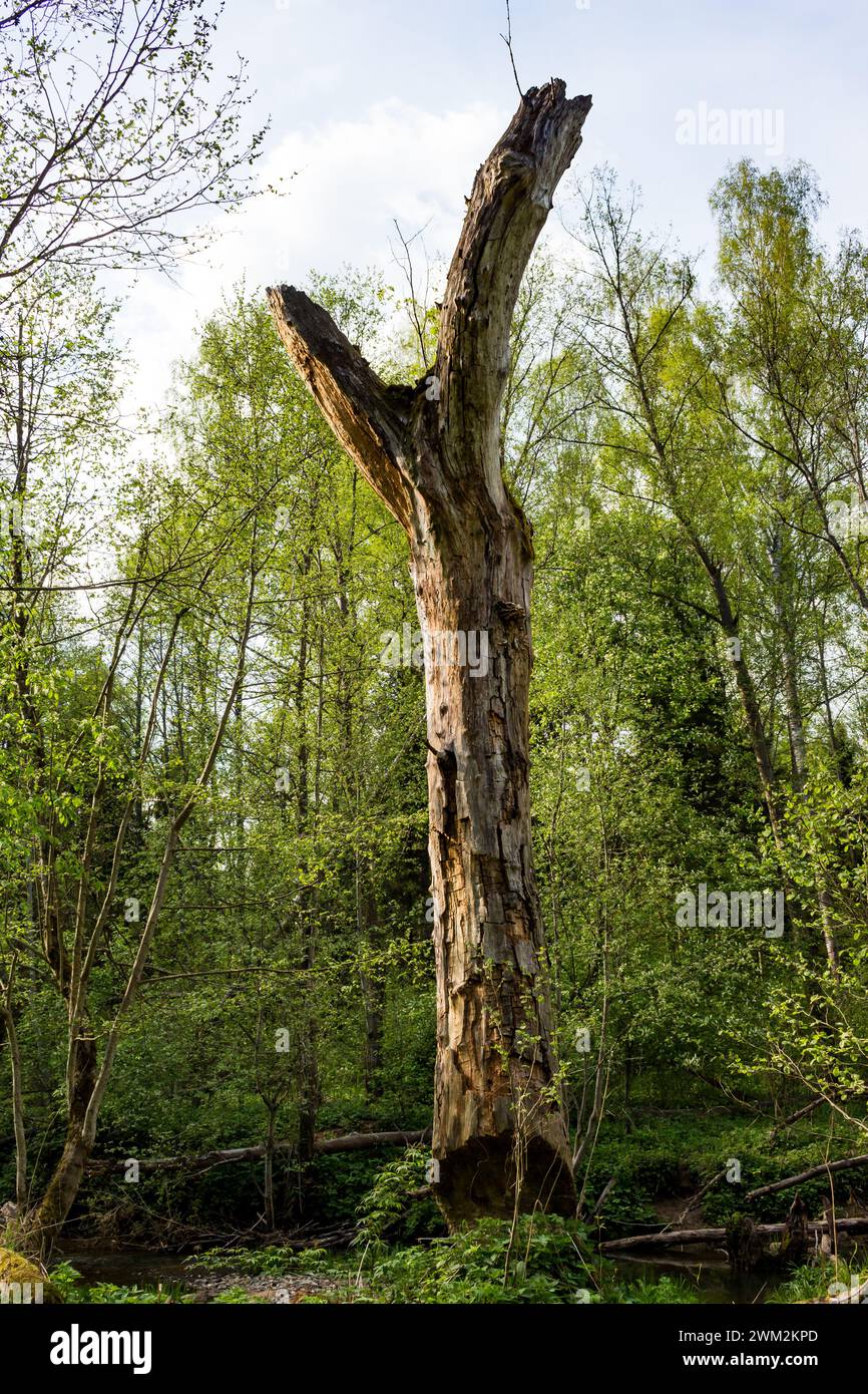 A completely dried trunk of an old large tree sticking out in the ...