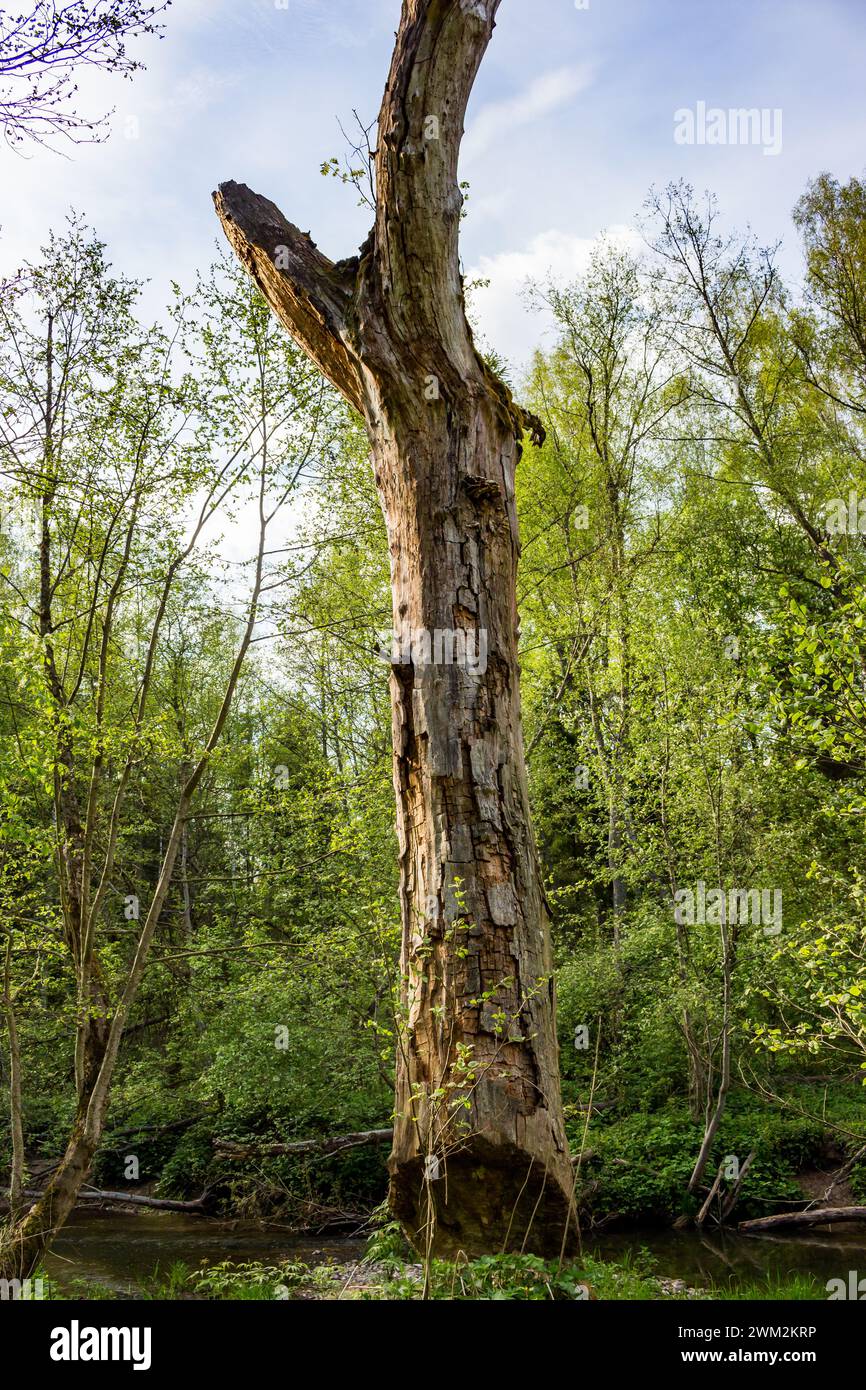 Large snag tree hi-res stock photography and images - Alamy