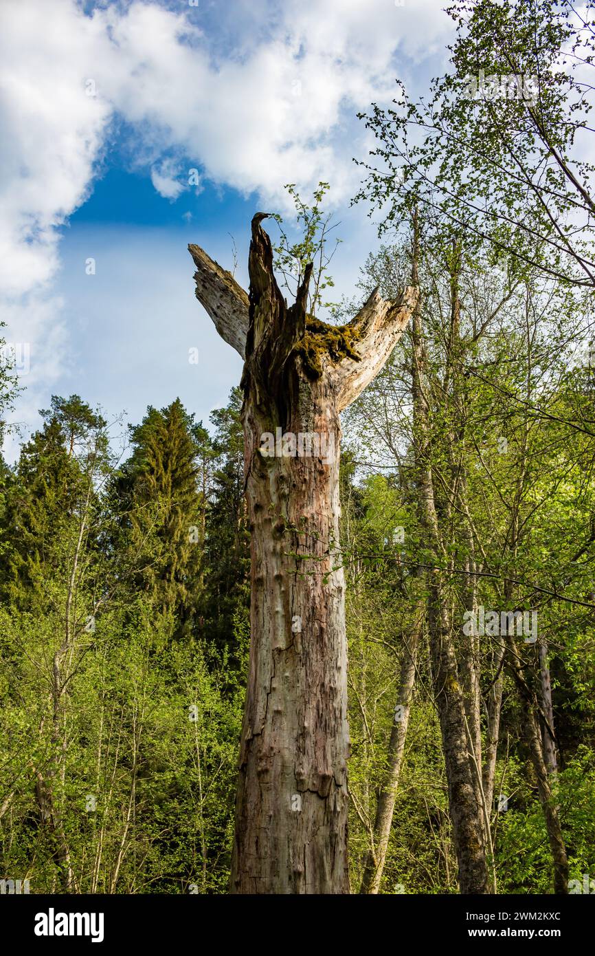 Large snag tree hi-res stock photography and images - Alamy