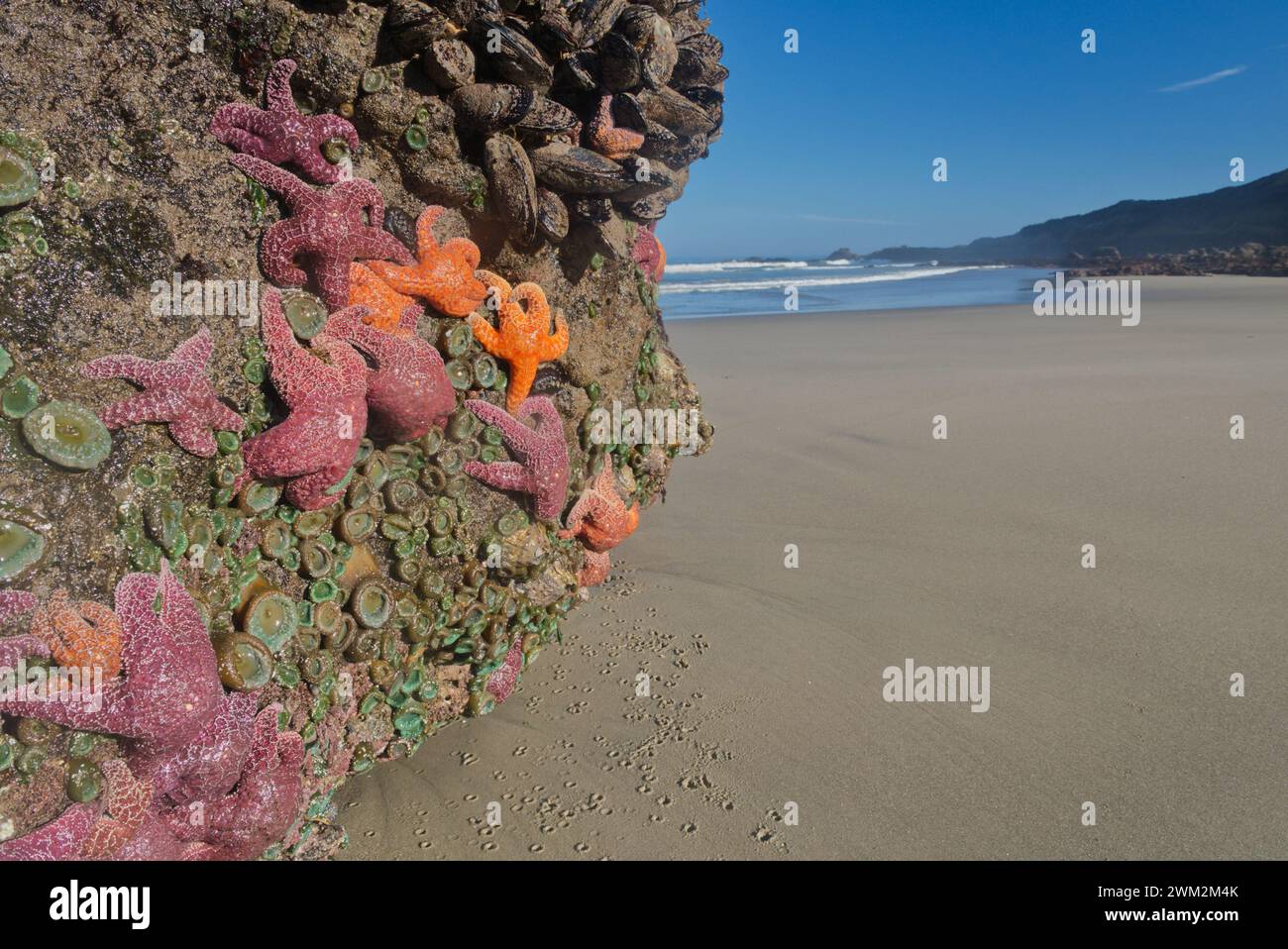 Ochre seastar starfish hi-res stock photography and images - Alamy