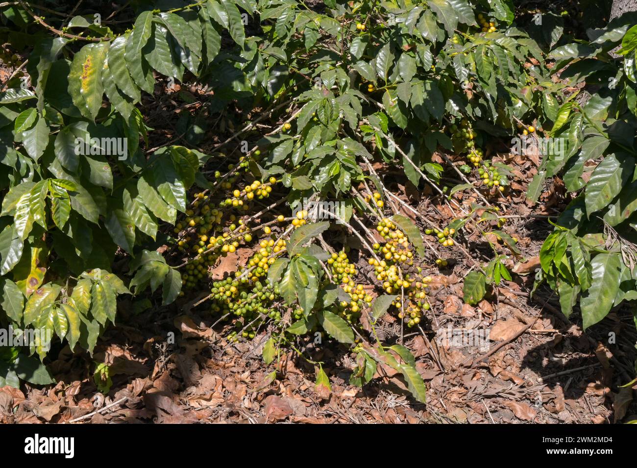 Ripe coffee beans ready for harvesting on a plantation in south America ...