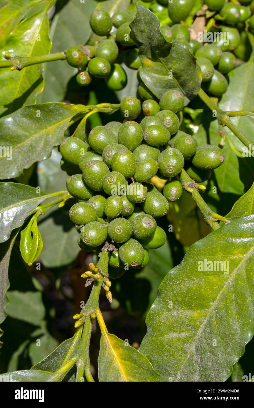 Bean ripening hi-res stock photography and images - Alamy