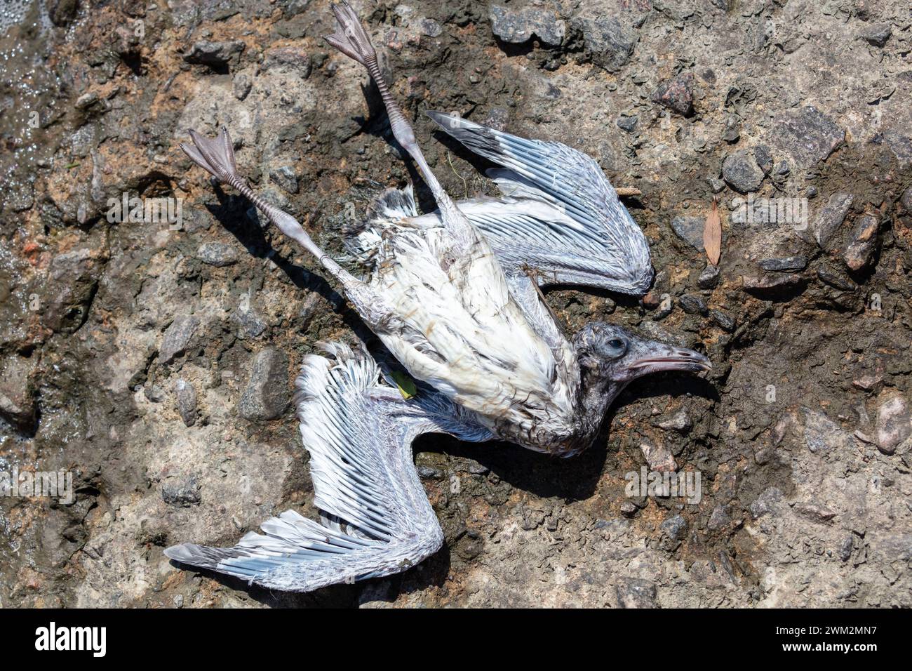 Dead sea gull laying on the ground Stock Photo - Alamy