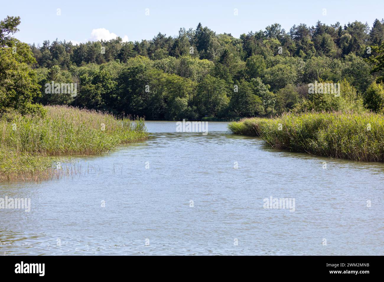 Water inlet with reeds and lush forest trees in background Stock Photo ...