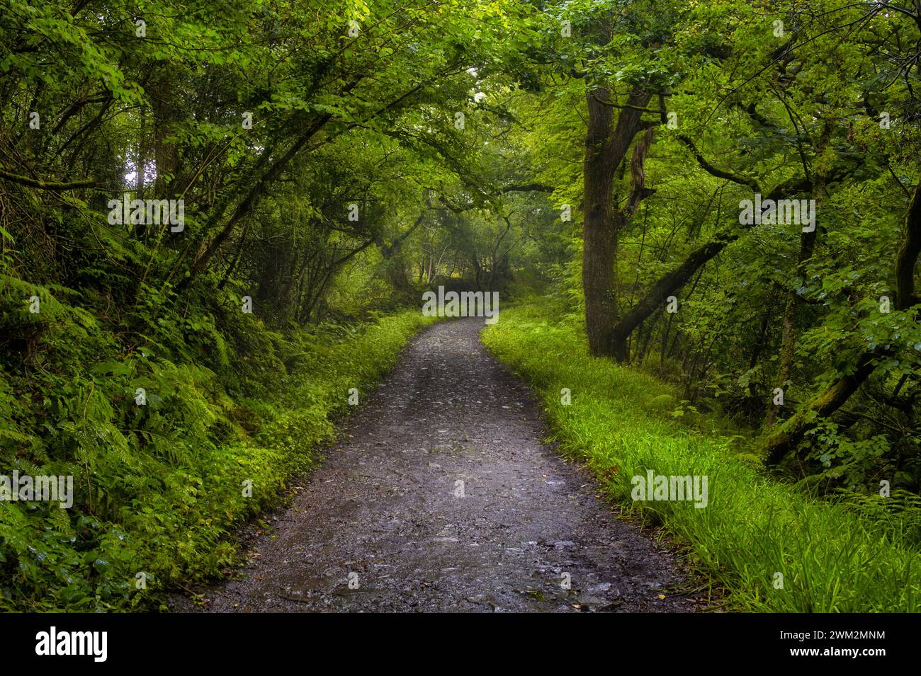Beautiful bright sunlight through lush hi-res stock photography and ...