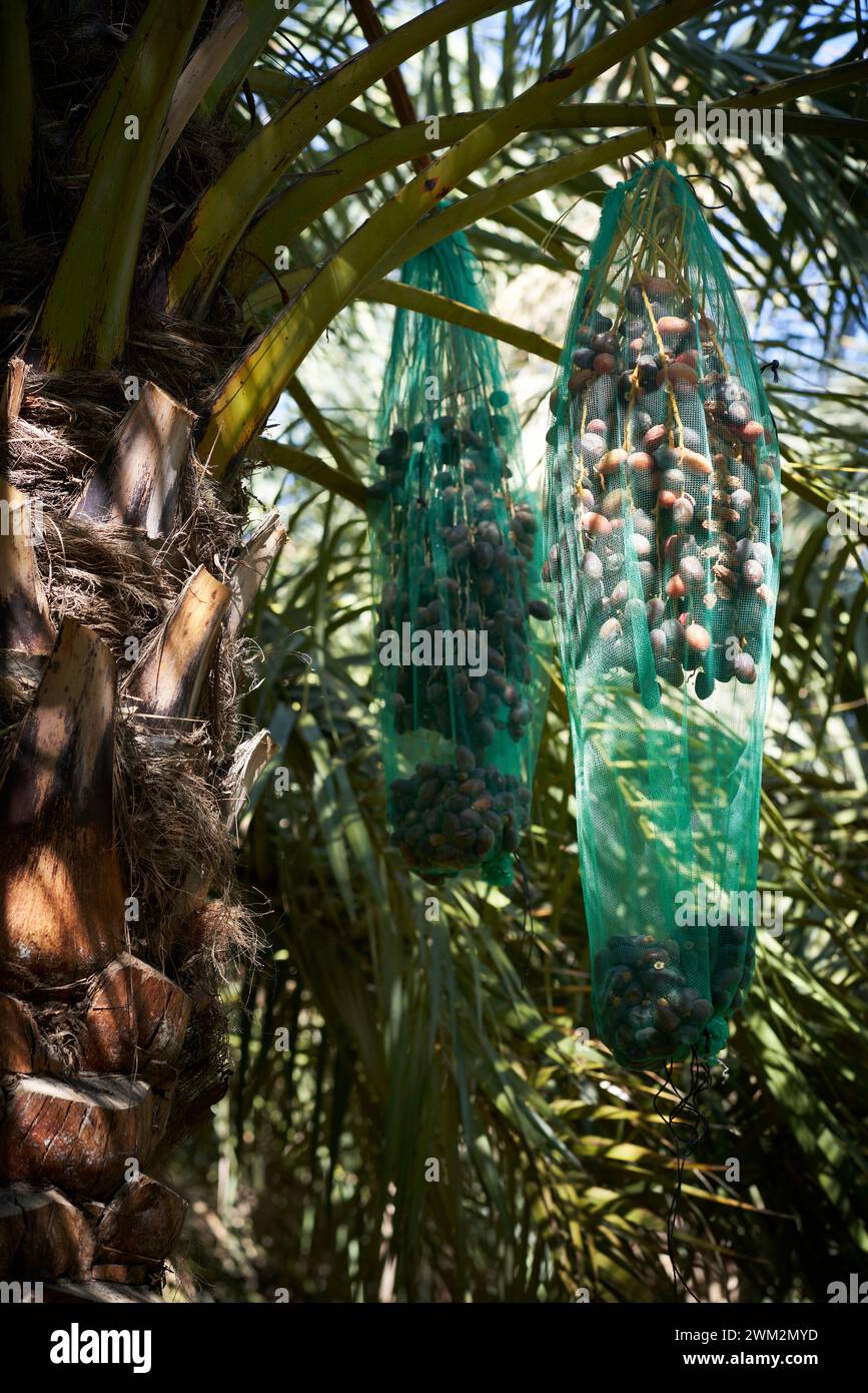 Dates in net on tree hi-res stock photography and images - Alamy