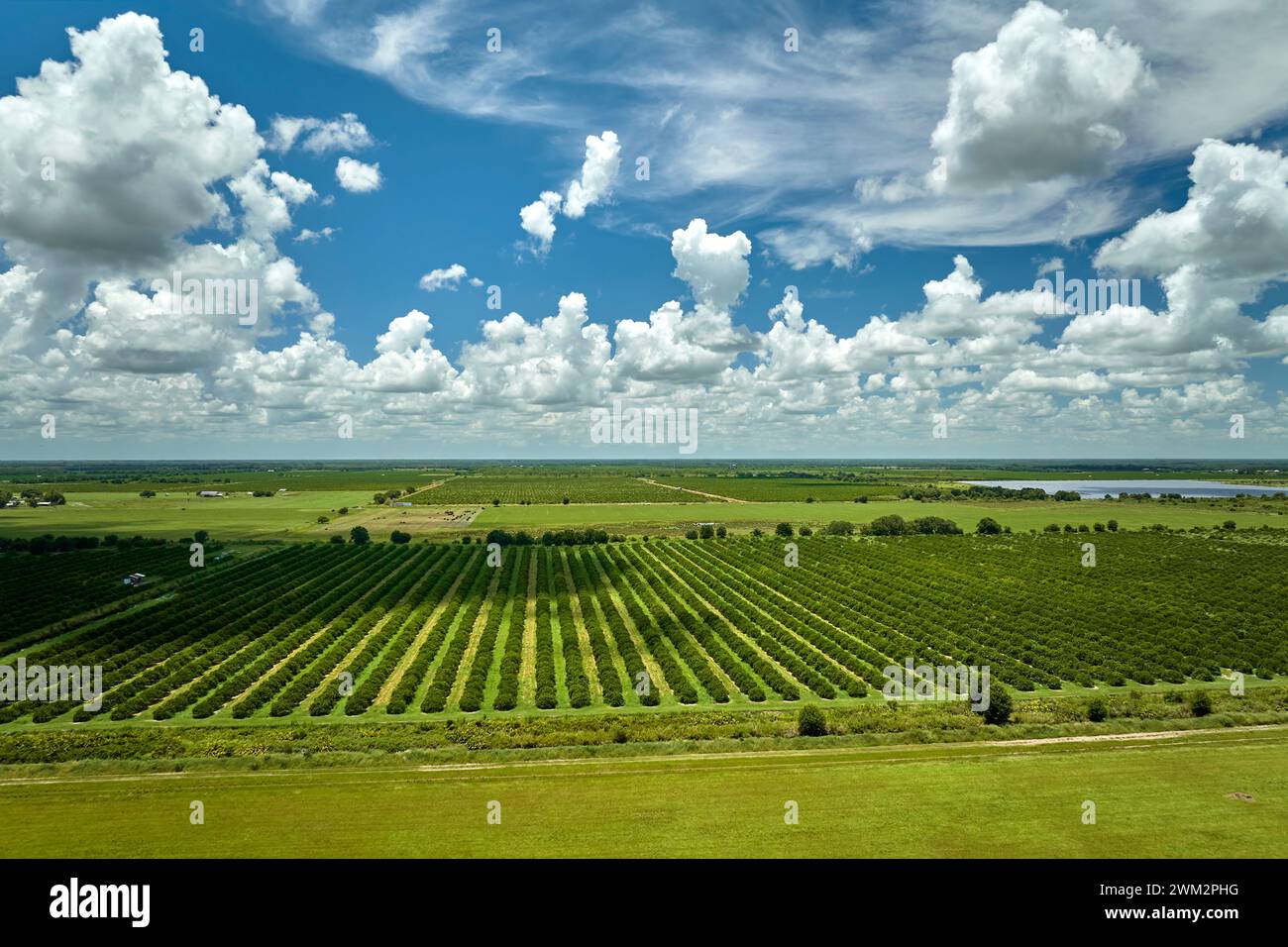 Citrus trees aerial view hi-res stock photography and images - Alamy
