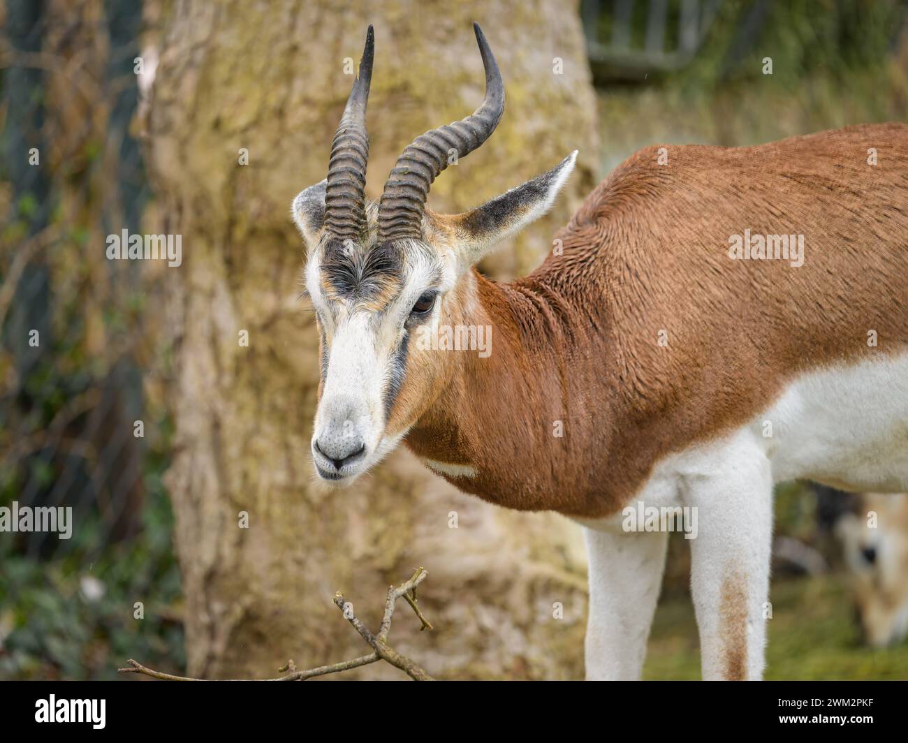 A Nanger dama gazelle standing in a zoo, cloudy day in winter Stock ...