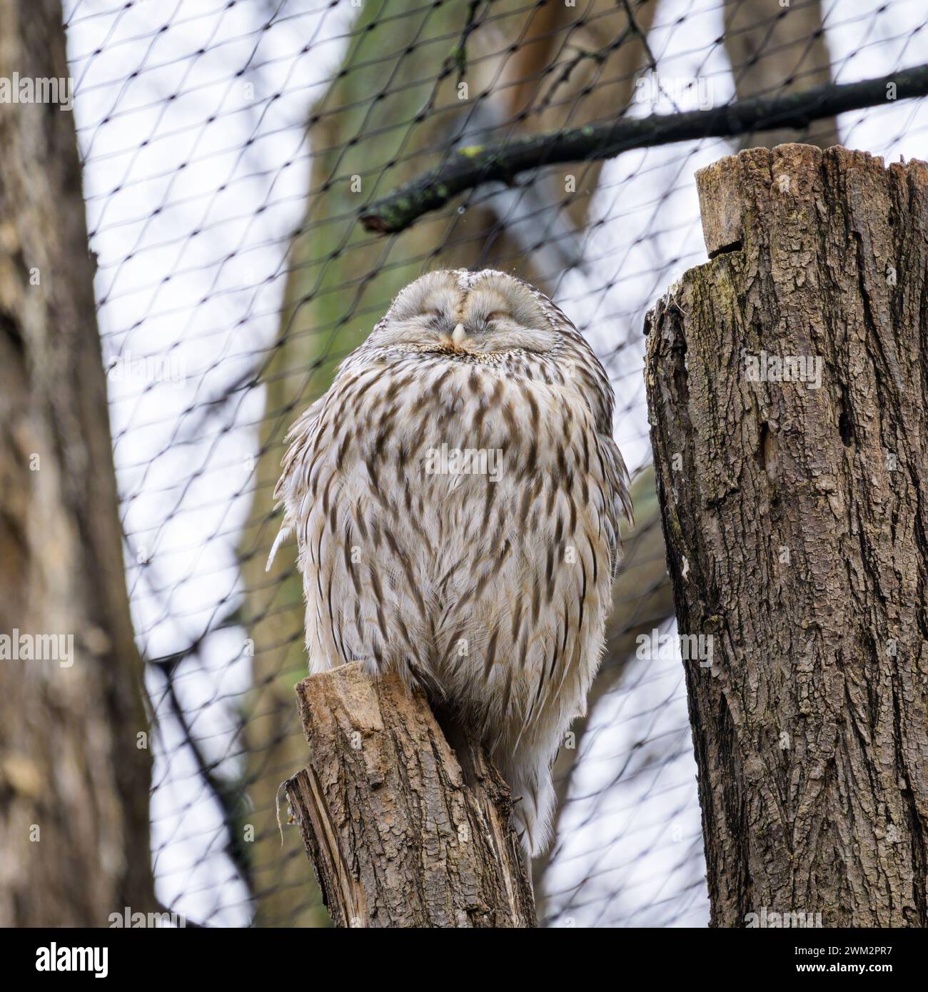 A common ostrich walking on a meadow, cloudy day in winter Stock Photo ...