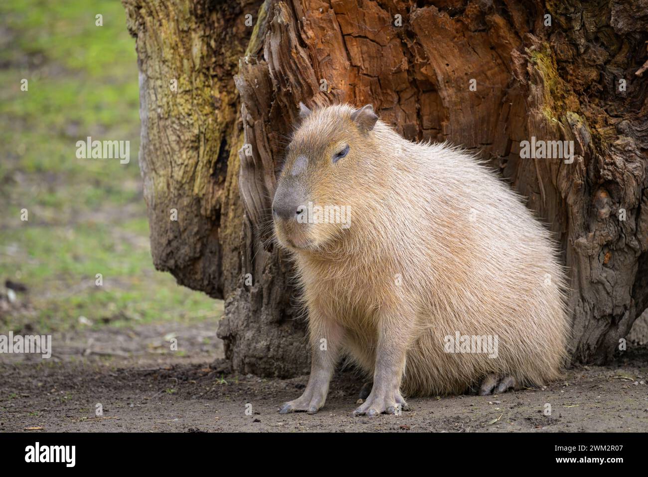 Portrait of a capivara sitting in a zoo, cloudy day in winter Stock ...