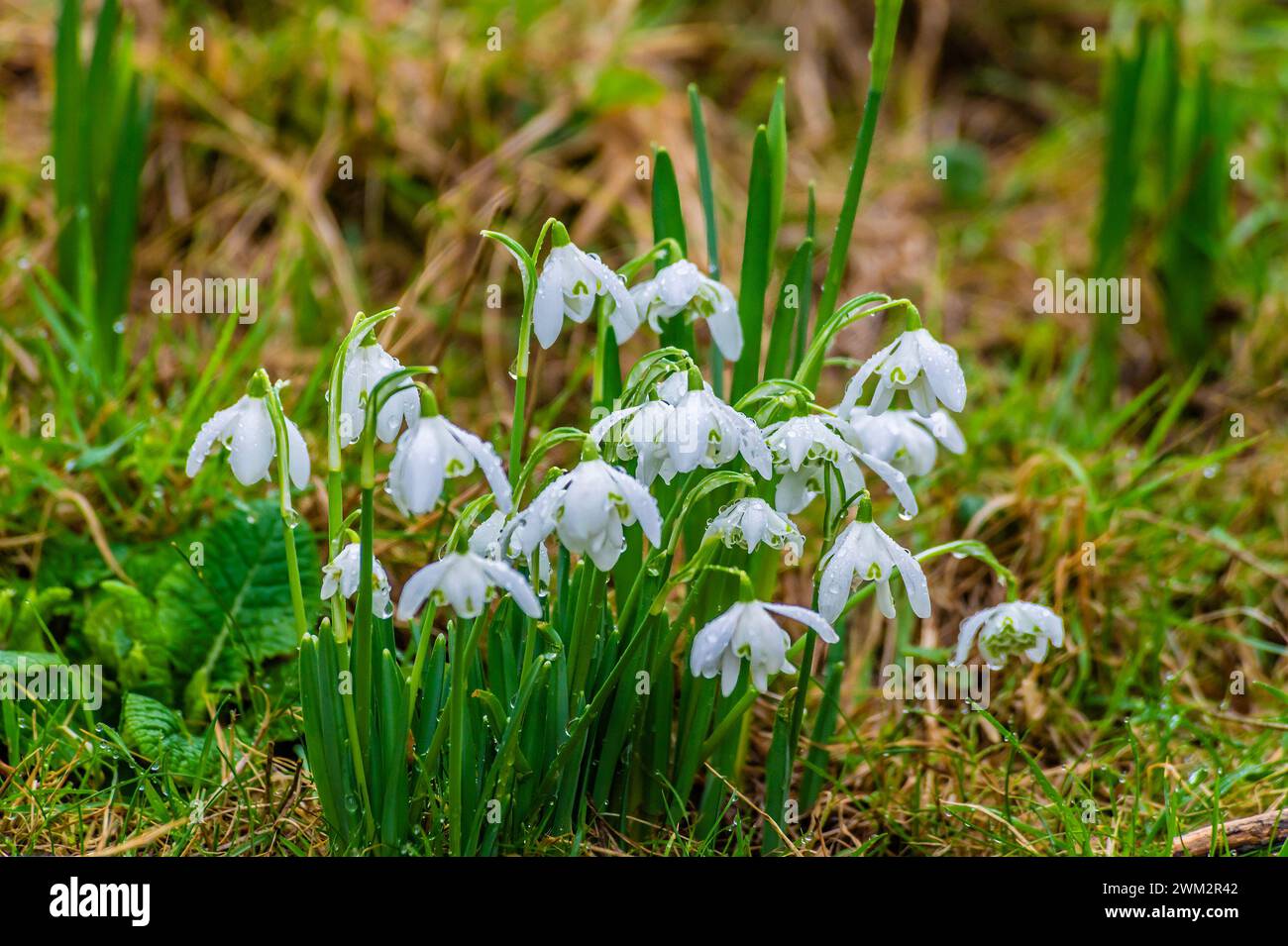 A view in the rain of a cluster of snowdrops in the village of Lamport ...