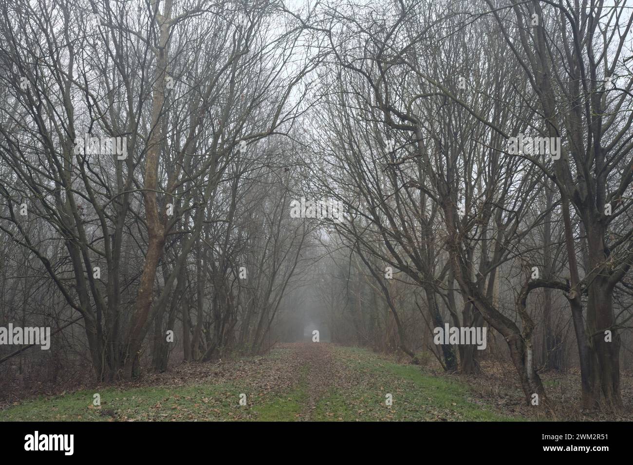 Path in the shade under arching trees on a foggy day in a park in the ...