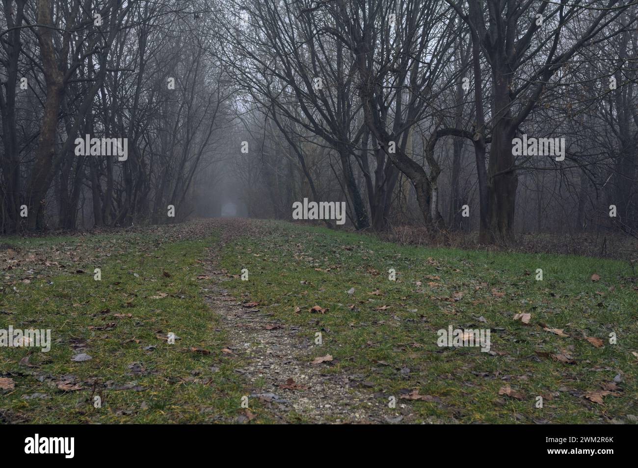 Path in the shade under arching trees on a foggy day in a park in the ...