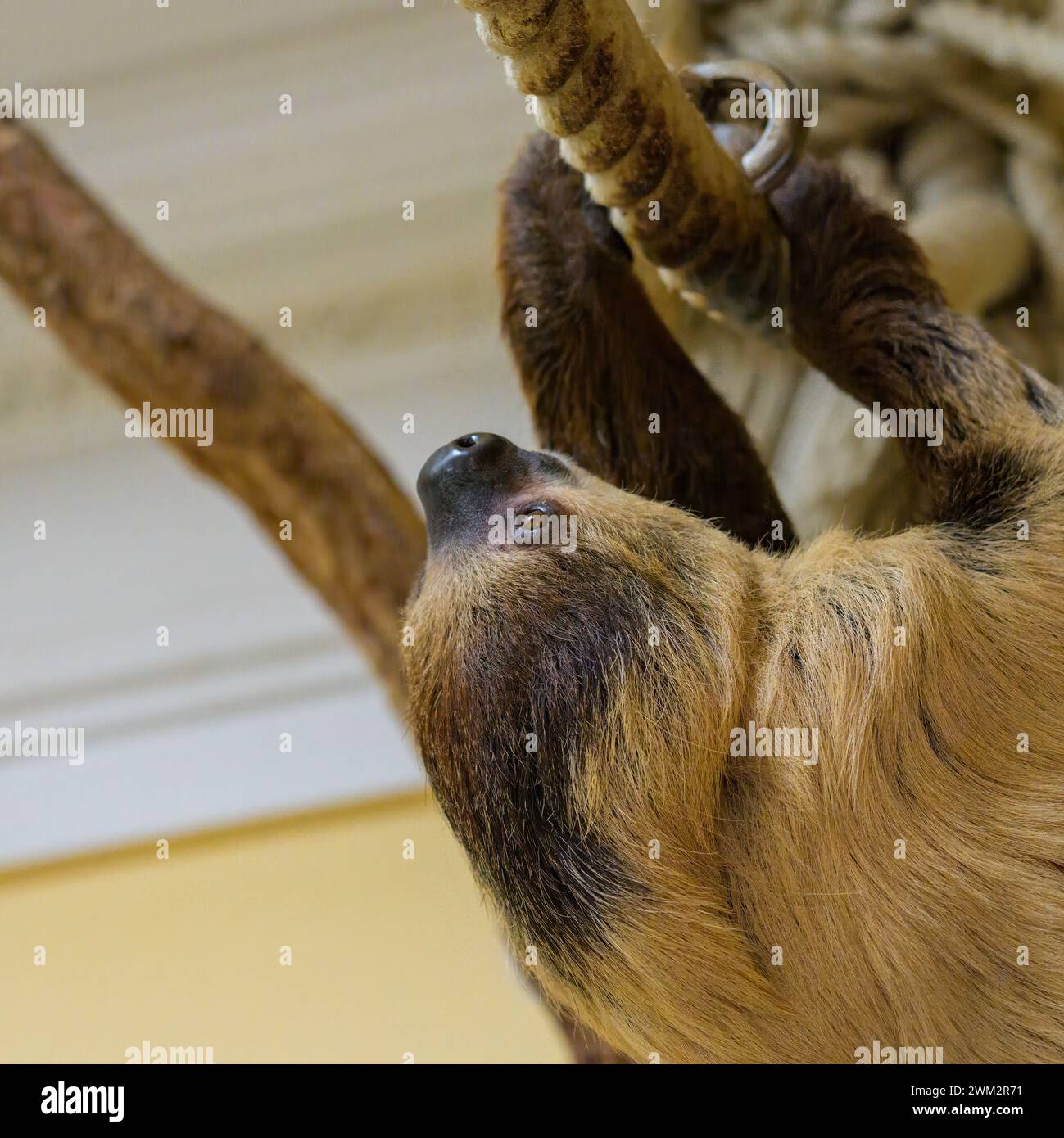 A two toed sloth climbing on a rope in a zoo Stock Photo - Alamy