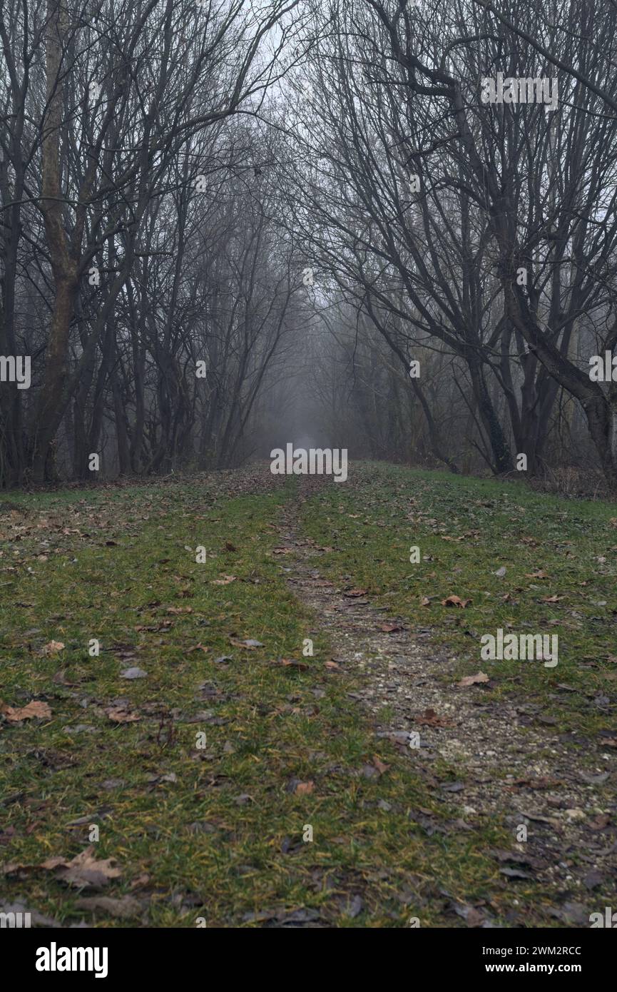 Path in the shade under arching trees on a foggy day in a park in the ...
