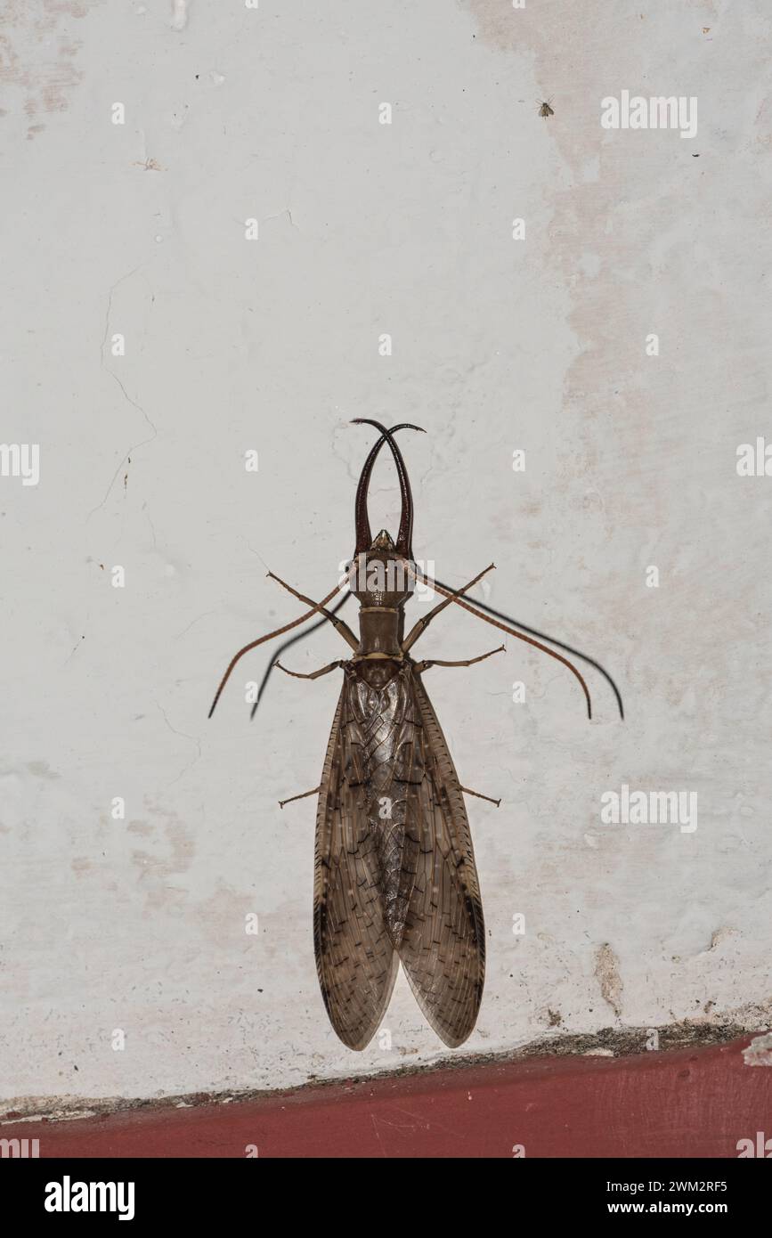 Megaloptera hi-res stock photography and images - Alamy