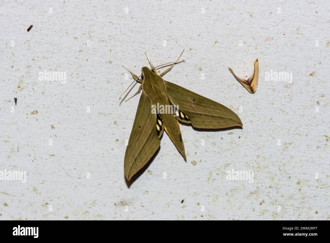 The large hawkmoth Xylophanes aristor on a moth trap in Rio Blanco ...
