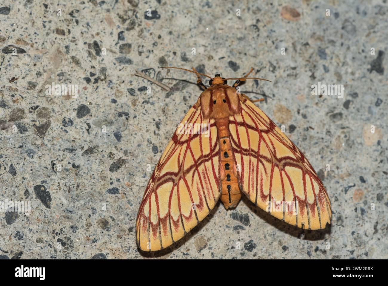 The Arctiinae moth - Hypidalia sanguirena on a wall at Montezuma Eco ...