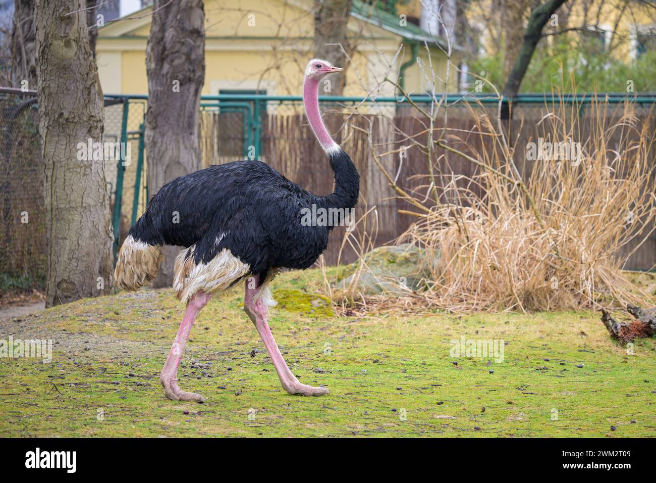 A common ostrich walking on a meadow in a zoo, cloudy day in winter ...