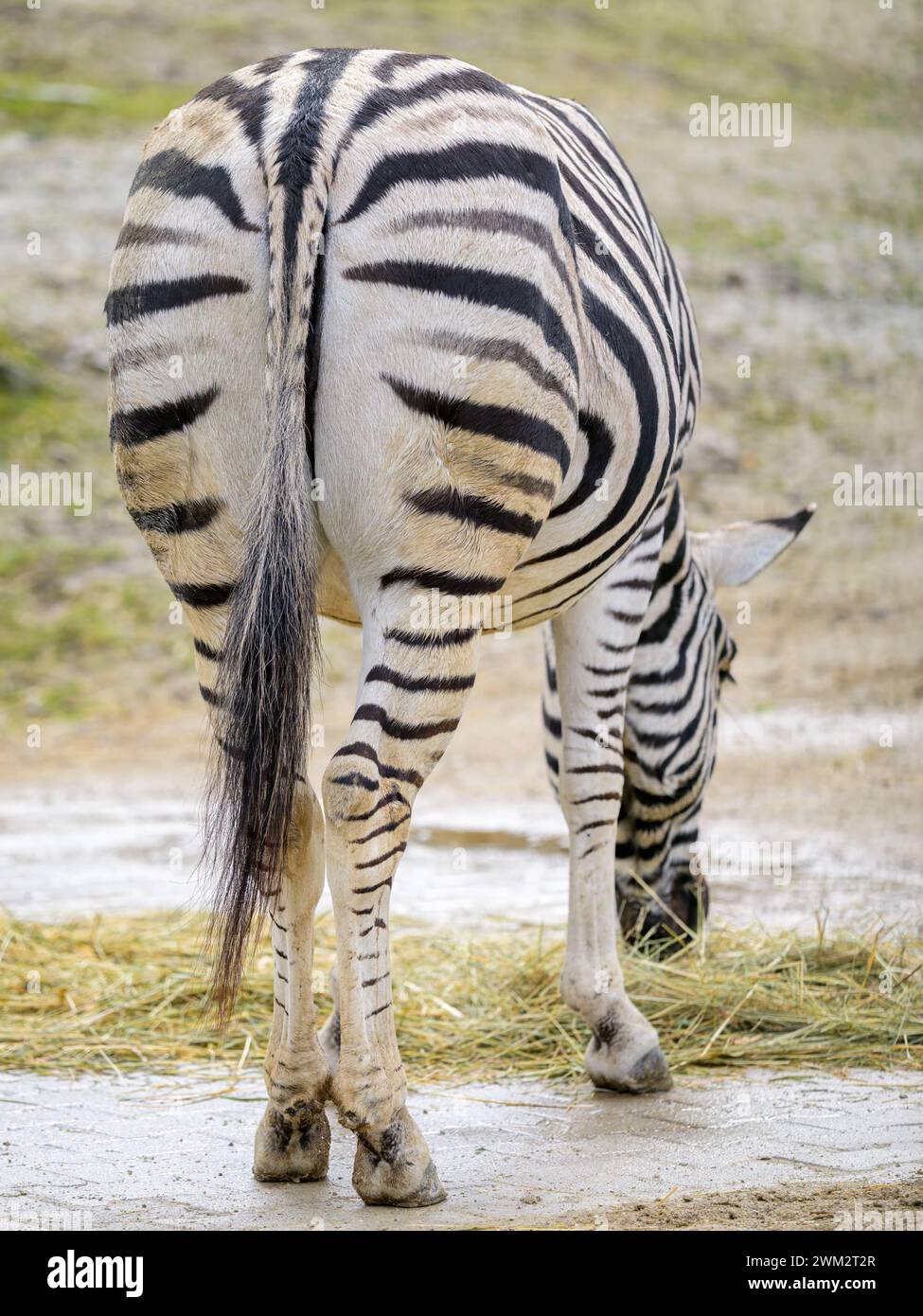 A close up of a zebra from behind grazing Equus quagga burchelli ...