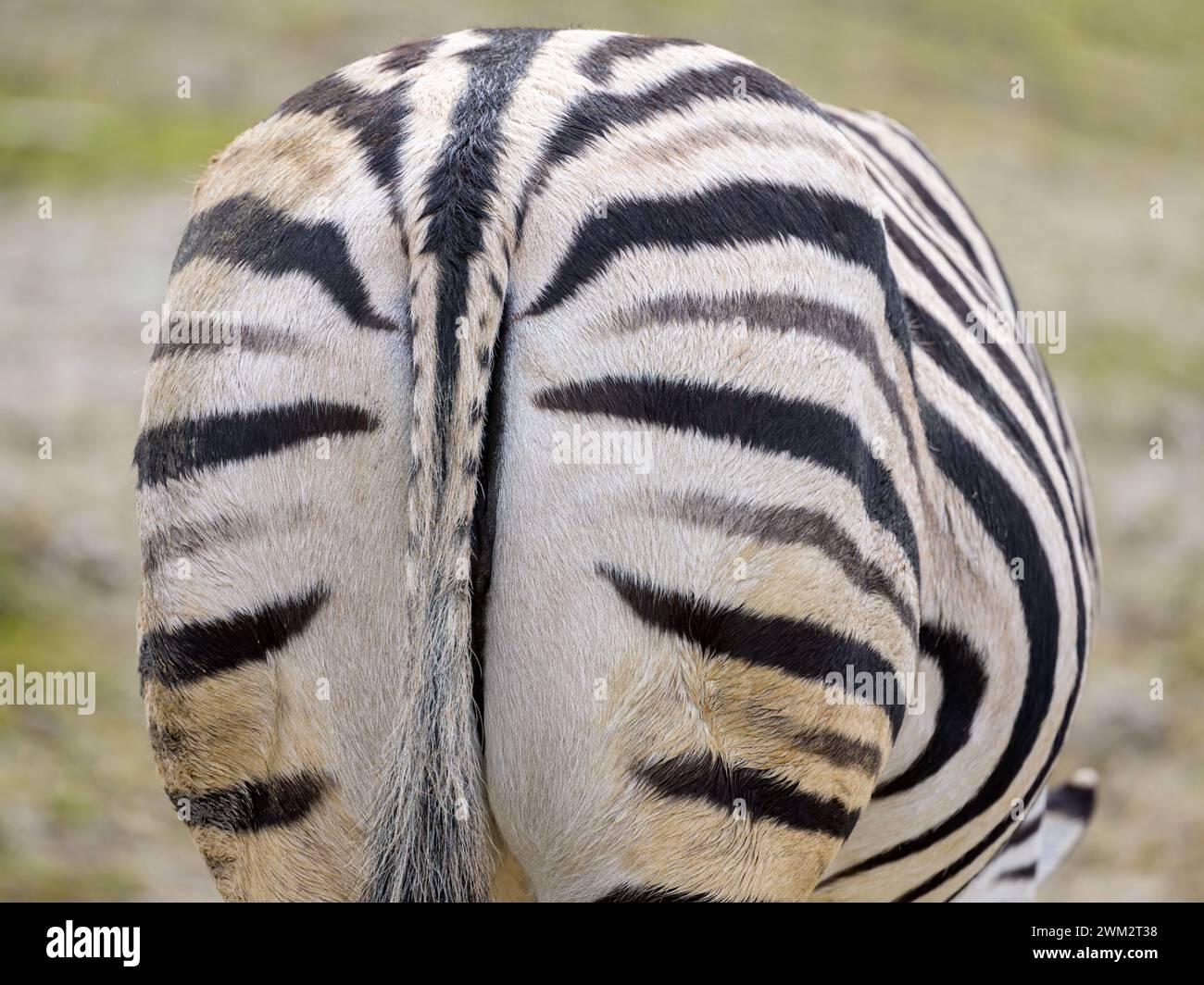 Fauna von wien hi-res stock photography and images - Alamy