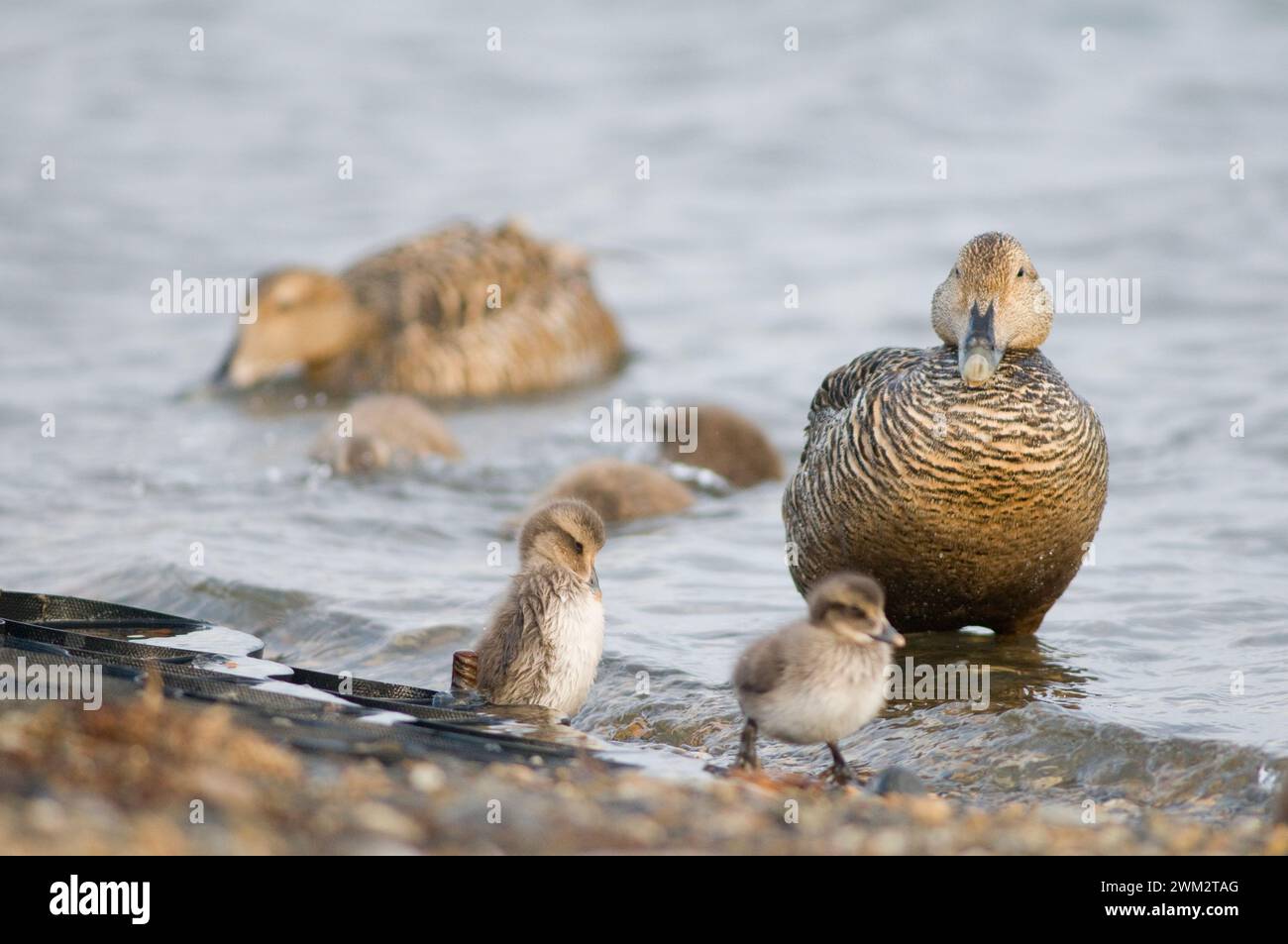 Group of common eider ducks Somateria mollissima mother and newborn ...