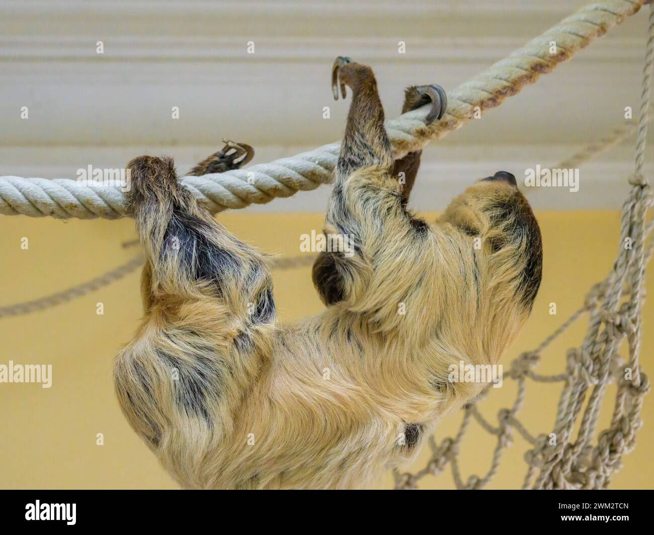 Two toed sloth climbing hi-res stock photography and images - Alamy