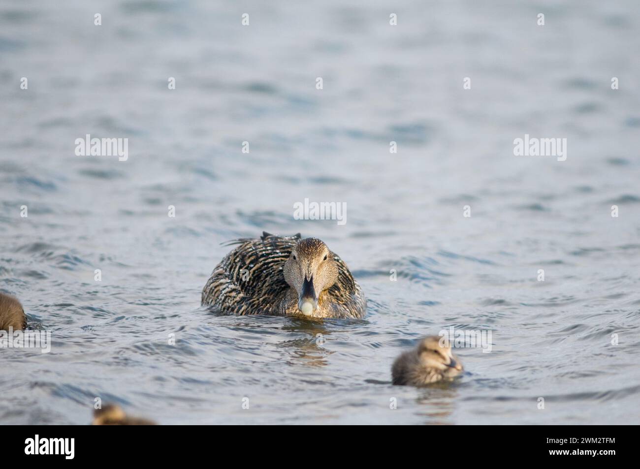 Group of common eider ducks Somateria mollissima mother and newborn ...