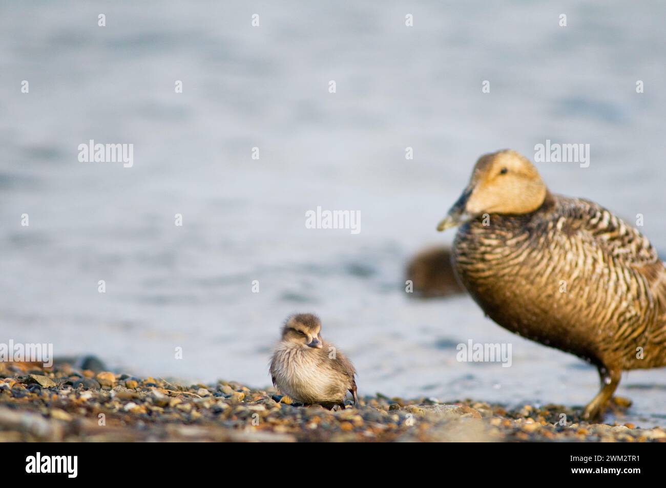 Group of common eider ducks Somateria mollissima mother and newborn ...