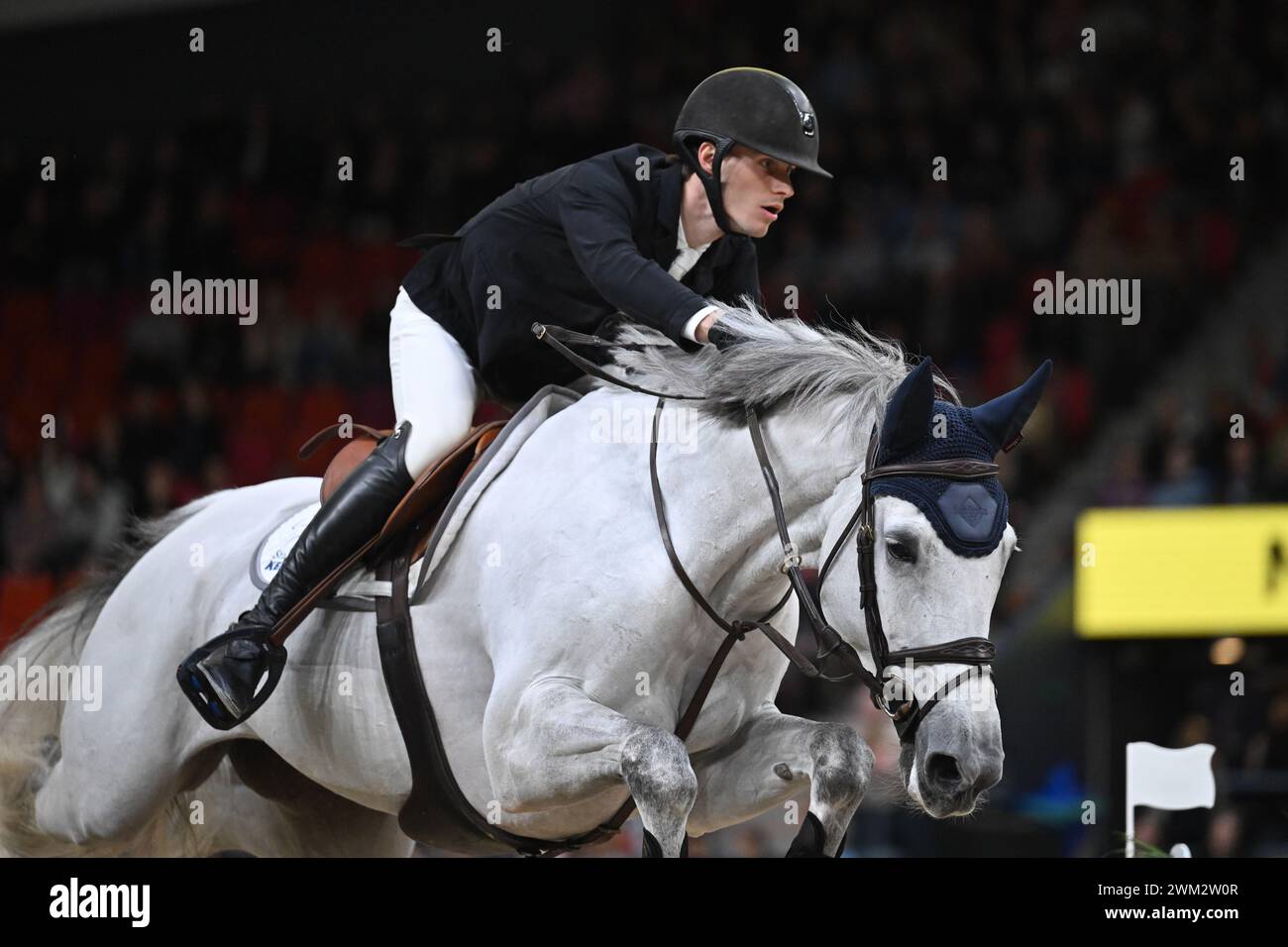 Horse hallilea hi-res stock photography and images - Alamy