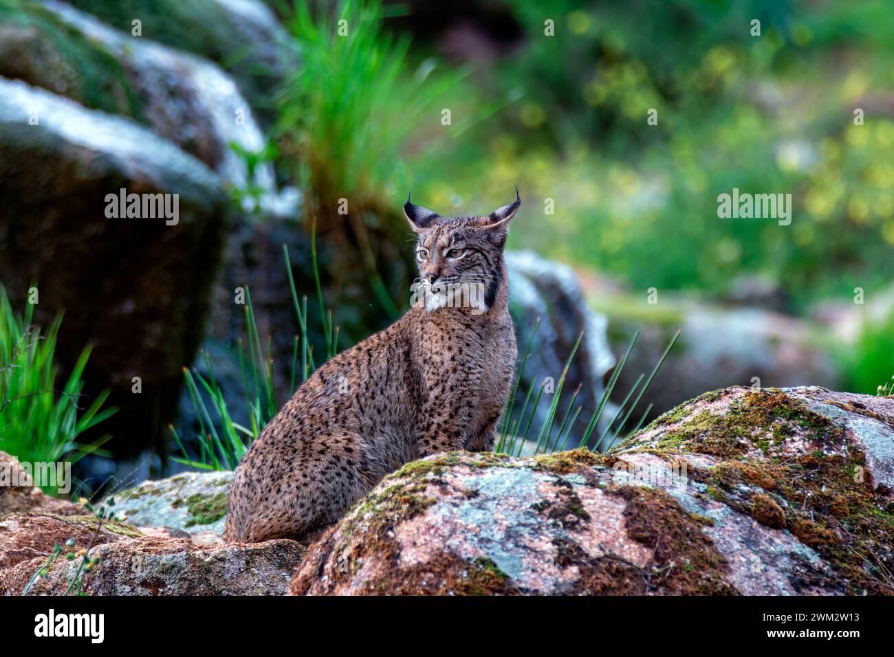 Iberian lynx hunting in the Sierra de Andujar, Spain Stock Photo - Alamy