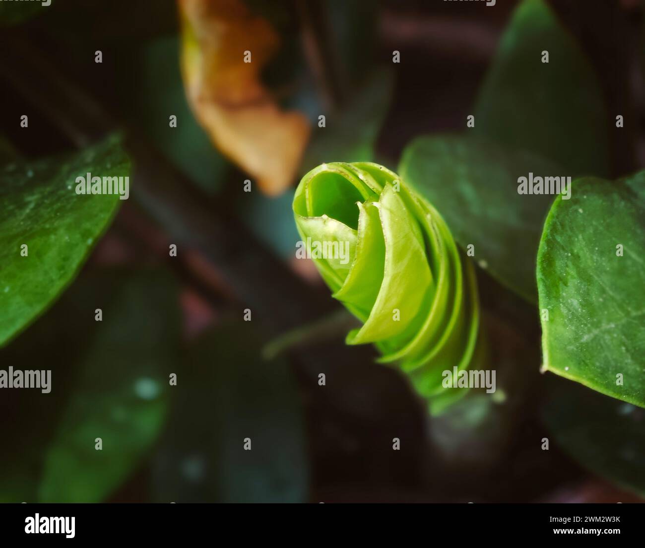 Lush green spiral plant with abundant leaves and stems in foreground ...