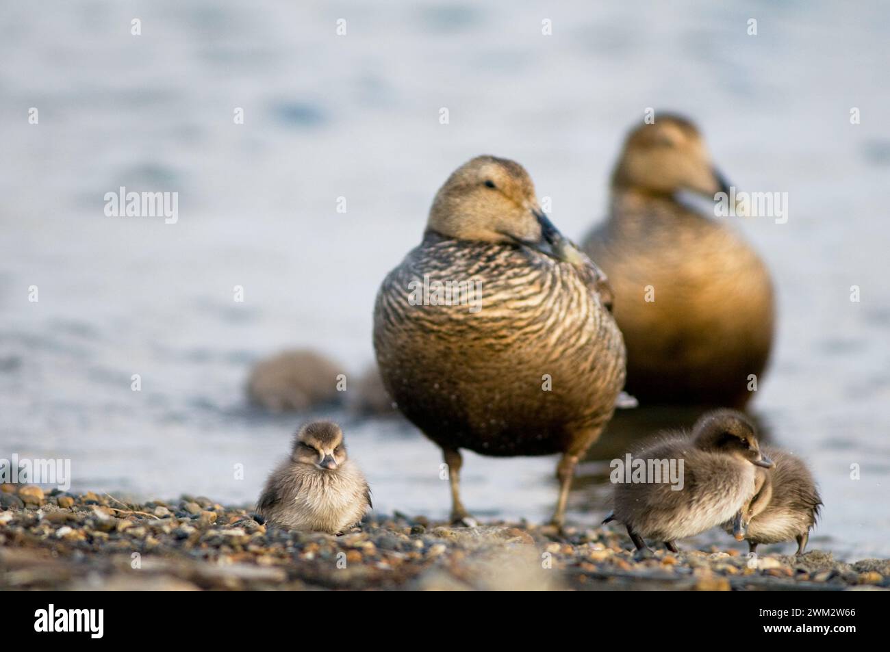 Group of common eider ducks Somateria mollissima mother and newborn ...