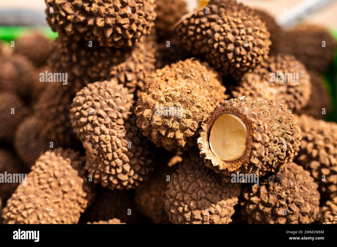 Manicaria saccifera hi-res stock photography and images - Alamy