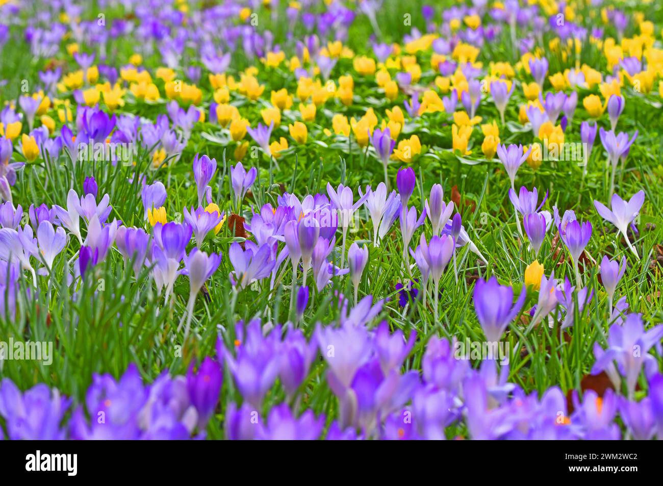 spring crocus flower field Stock Photo - Alamy