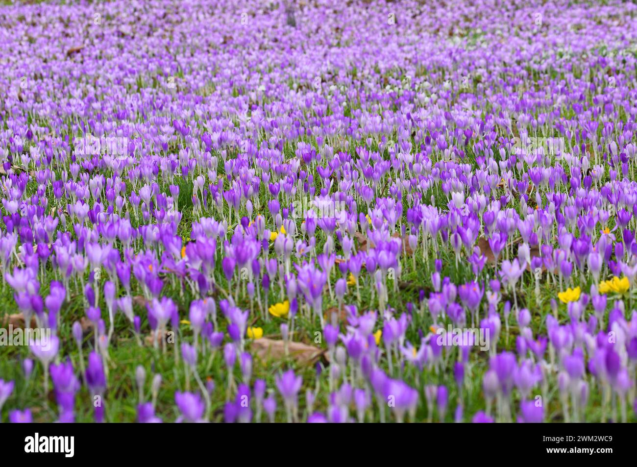 Springtime botany hi-res stock photography and images - Alamy