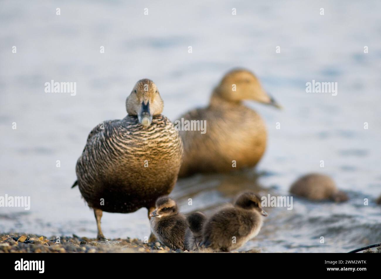 Baibes hi-res stock photography and images - Alamy