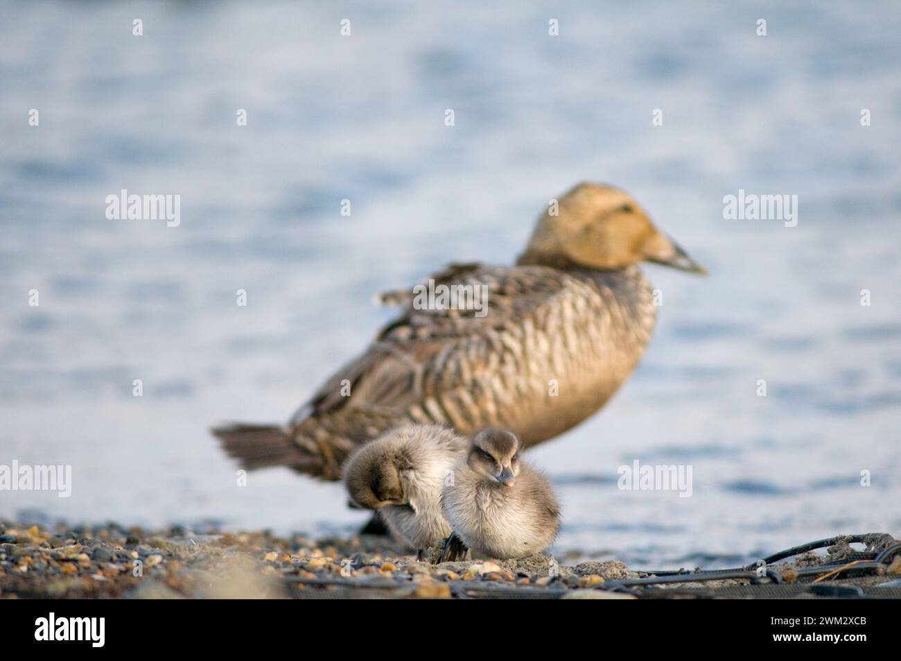 Group of common eider ducks Somateria mollissima mother and newborn ...