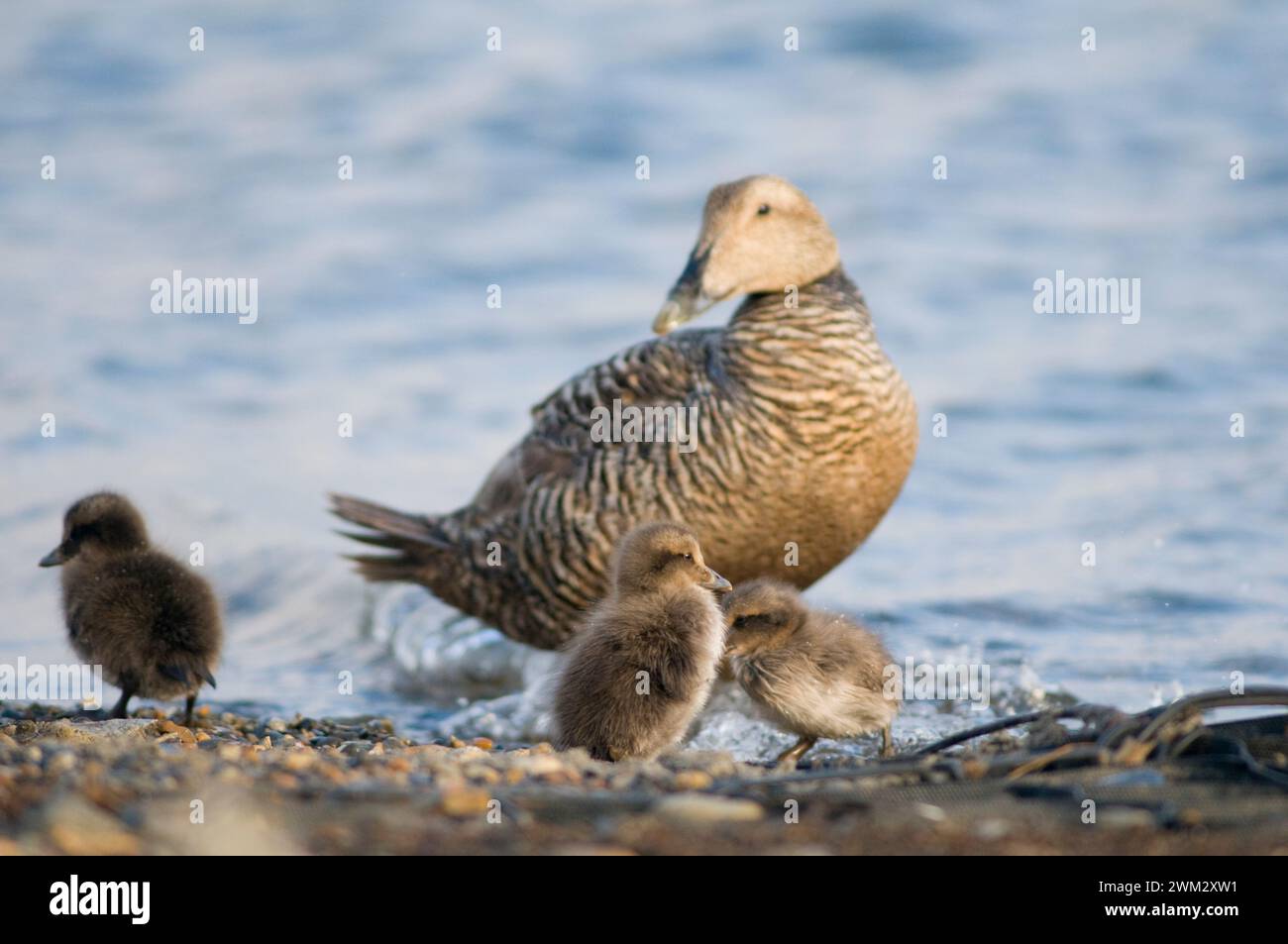 Alaska duckling hi-res stock photography and images - Alamy