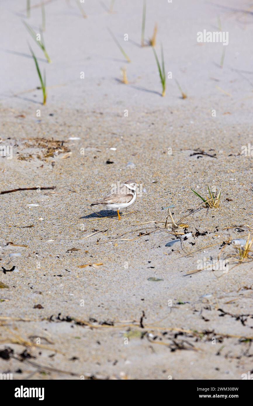 Piping Plover - Charadrius melodus - at Hampton Beach State Park in ...