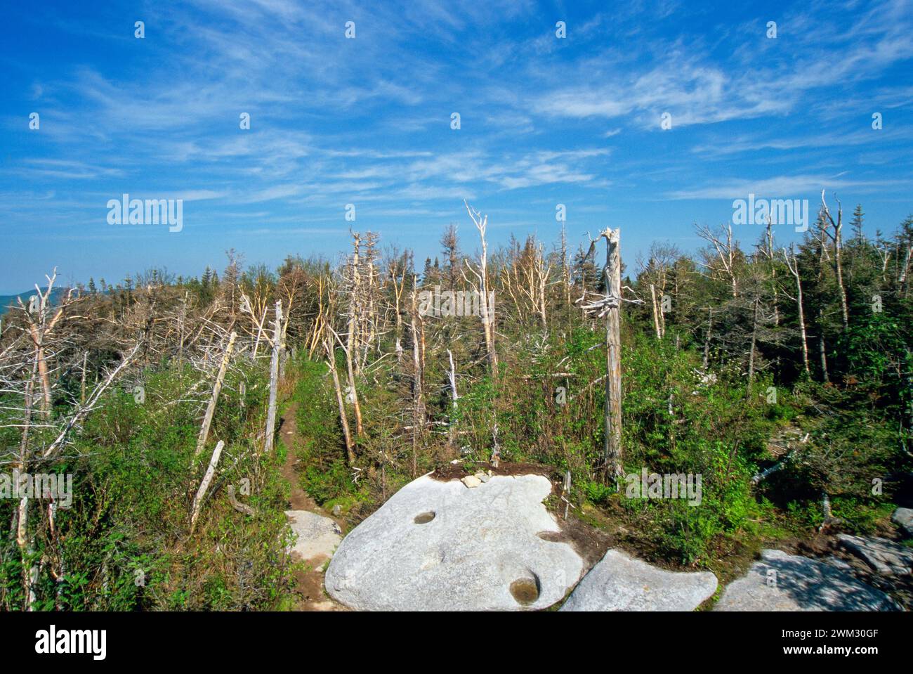 Standing snags (dead trees) along Caps Ridge trail in the Presidential ...