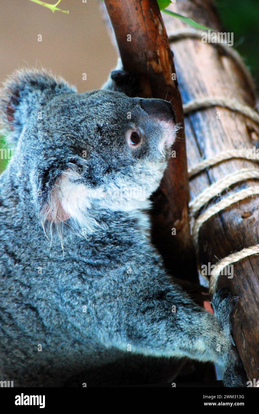 Koala standing hi-res stock photography and images - Alamy