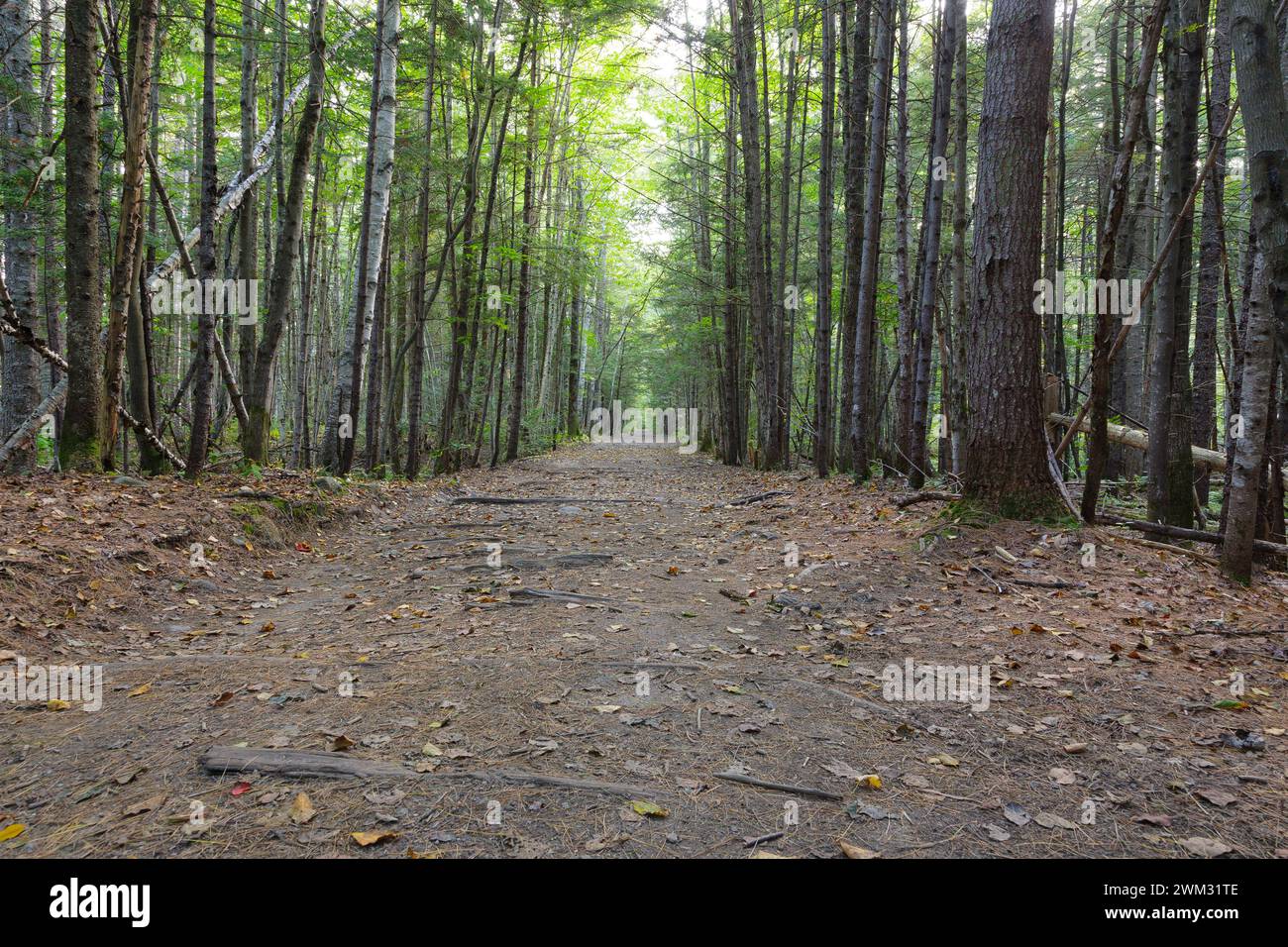 The Lincoln Woods Trail in Lincoln, New Hampshire. This trail follows ...