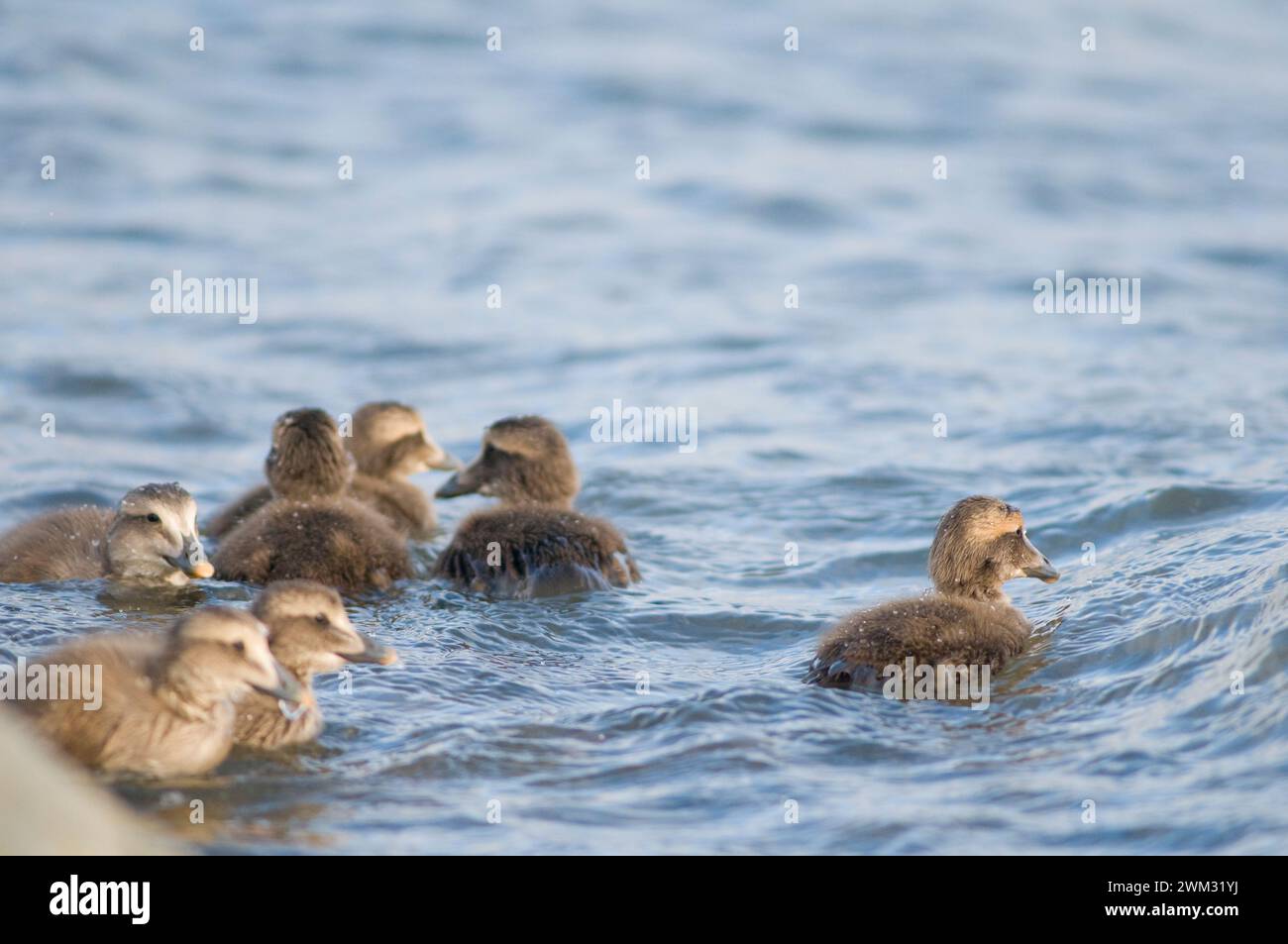 Baibes hi-res stock photography and images - Alamy