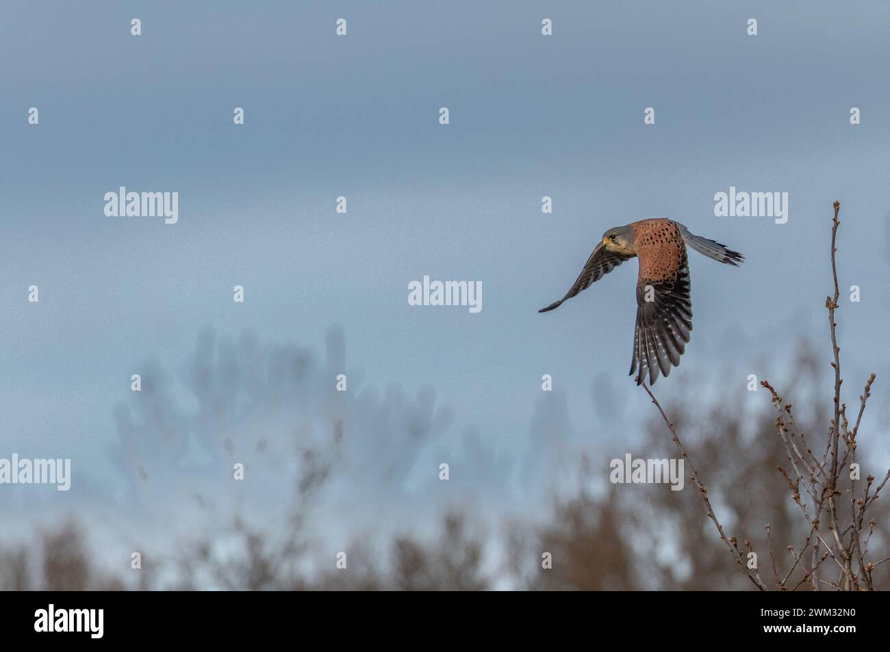 A male kestrel UK (Falco Tinnunculus) taking off from the branch of a ...